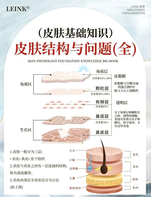 面部皮肤分几层每层的作用图标