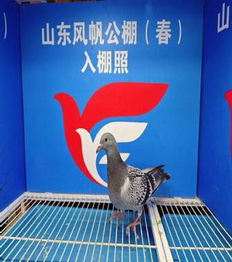山东淄博信鸽公棚截图