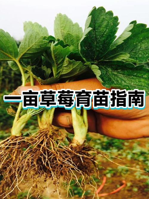 一颗草莓苗可以接多少草莓图标