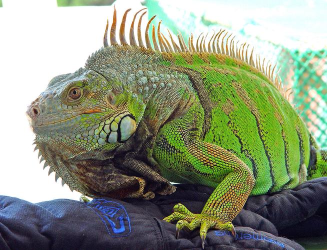 蜥蜴iguana图标