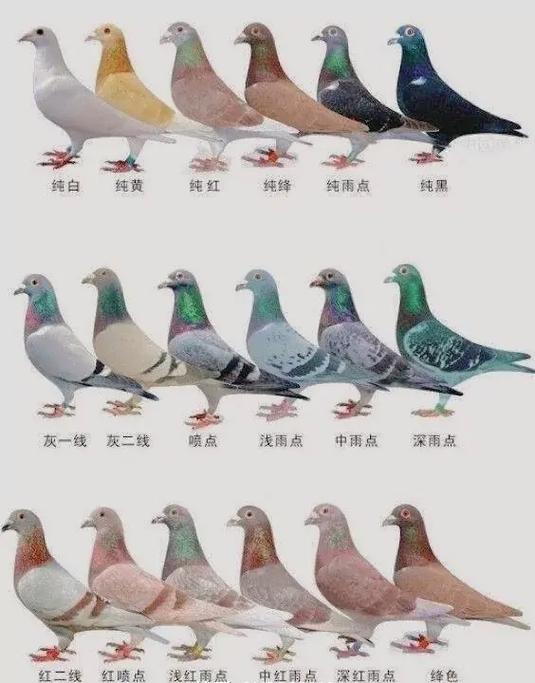 信鸽快速配对技巧