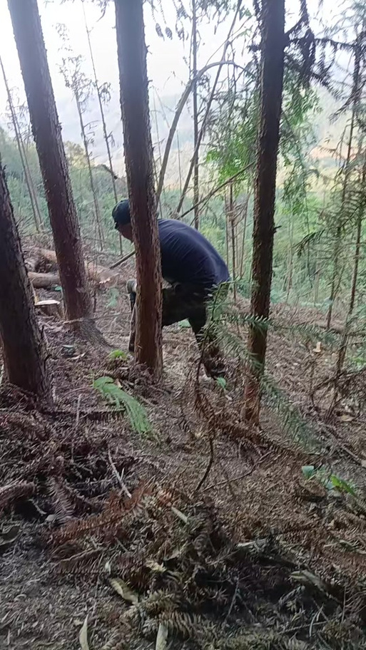 mc一键砍树图标