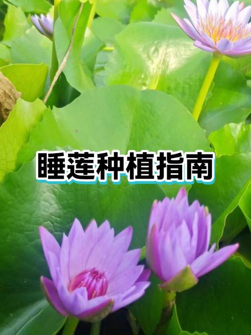 睡莲的种植方法和时间图标