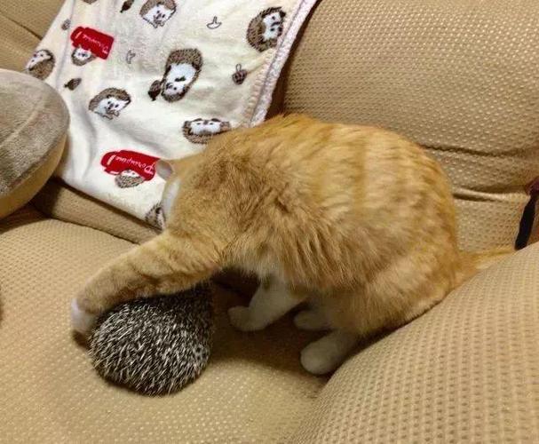 刺猬猫吧图标