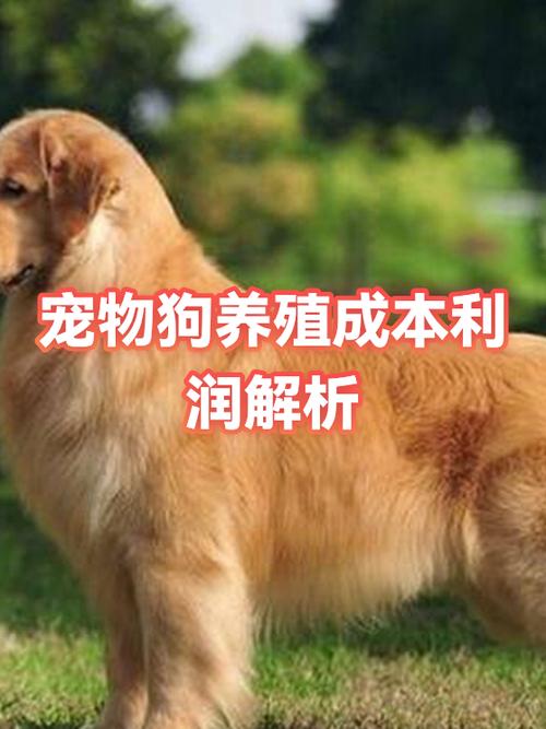 宠物狗场养殖场利润截图