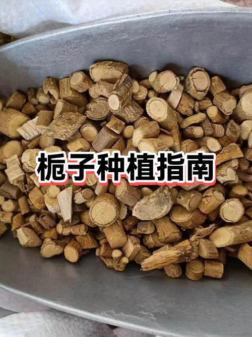 富贵竹的栀子还能活么图标