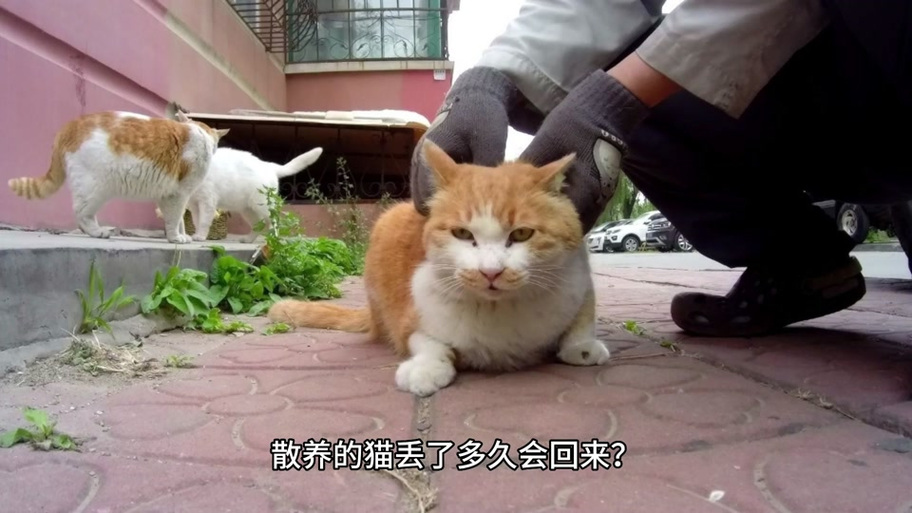 猫跑丢了能自己回来吗图标