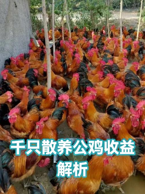 5000只散养鸡成本与利润截图