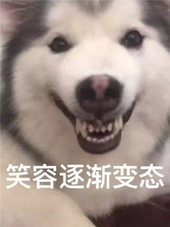 狗狗表情包合集图标
