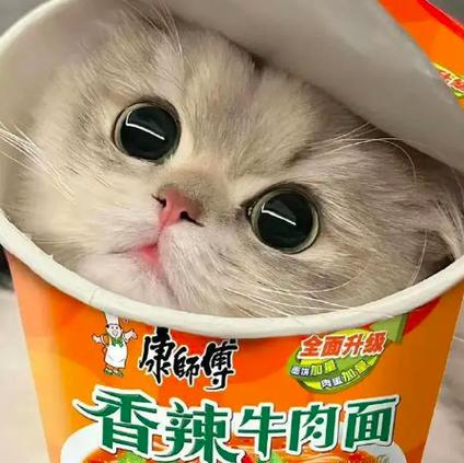 猫身上病毒多吗图标
