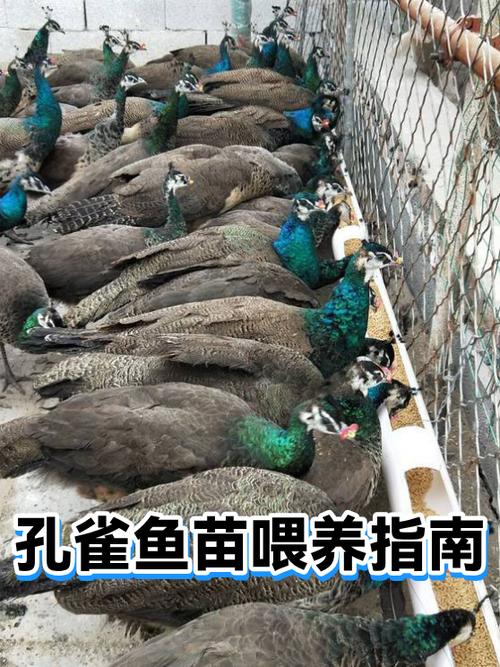 孔雀鱼苗多久喂一次图标