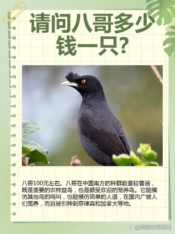 八哥幼鸟一只多少元截图