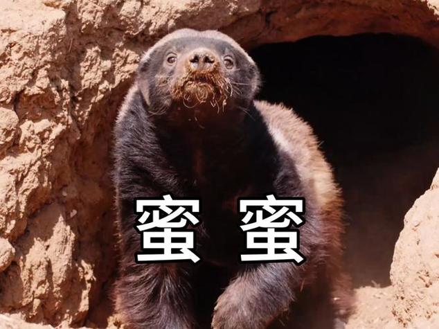 蜜罐是什么