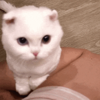 猫聊手机版图标