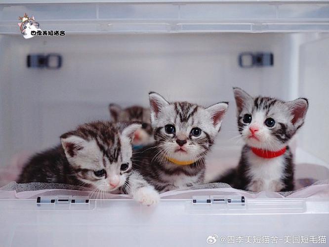美短一天喂几次图标