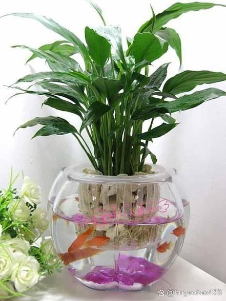 可以水培的植物有哪些截图
