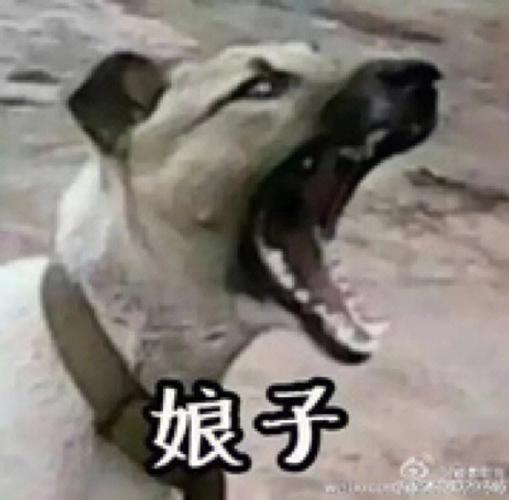 情侣头像恶搞沙雕截图