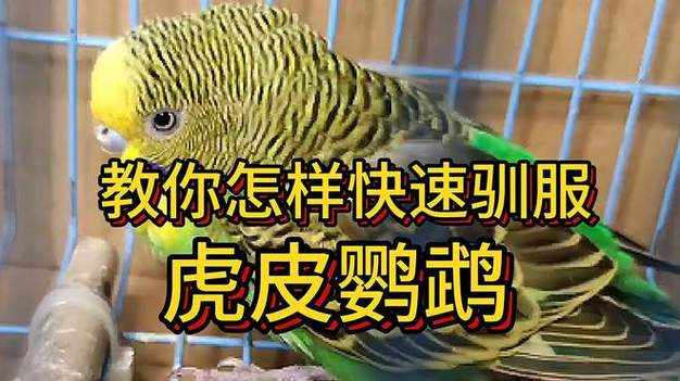 如何快速驯服虎皮鹦鹉图标