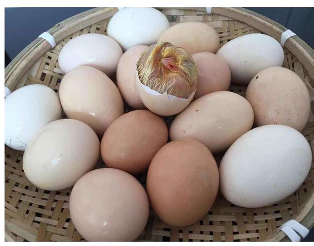 毛鸡蛋批发联系方式图标
