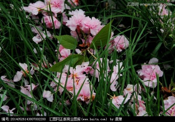 落花网怎么不显示图片截图