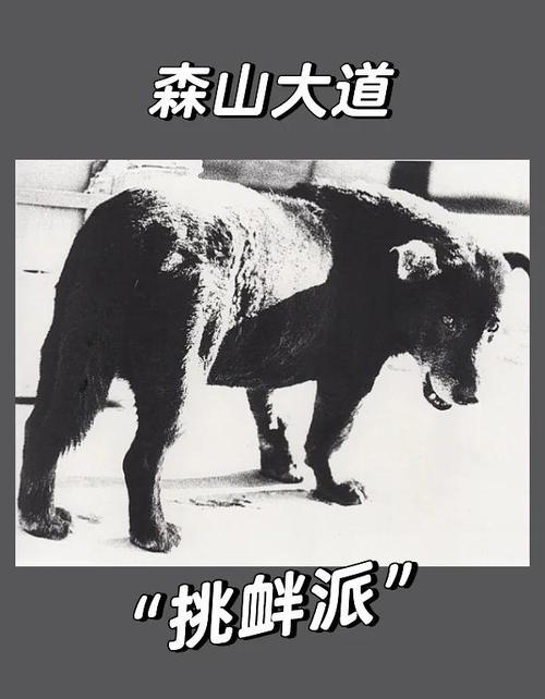魔兽世界西部荒野山狗在哪图标