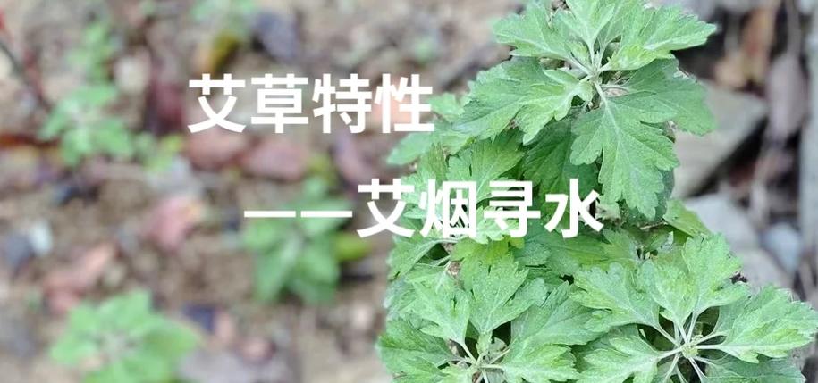 艾叶杆煮水的神奇功效