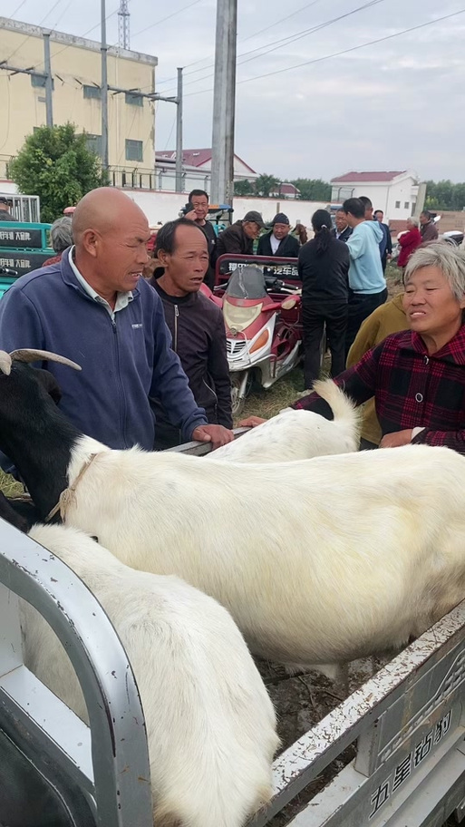 活羊交易网图标