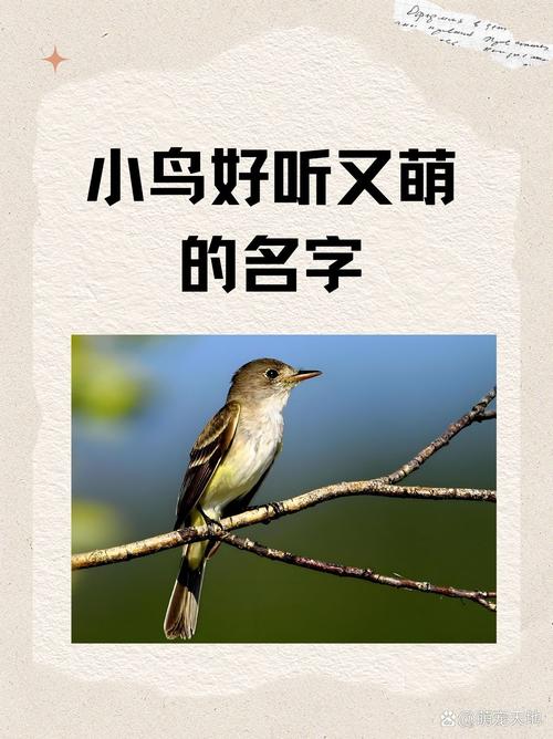 鸟叫像喊自己的名字图标