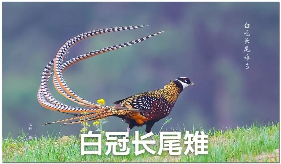 20种常见鸟类图标