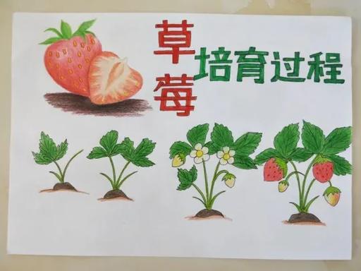 草莓的生长过程