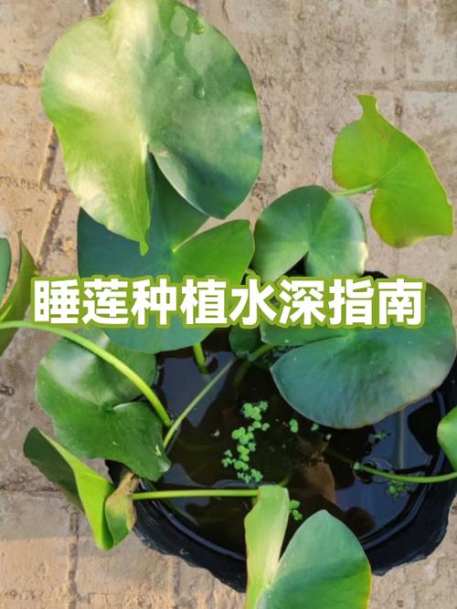 睡莲种植水深多少合适?图标