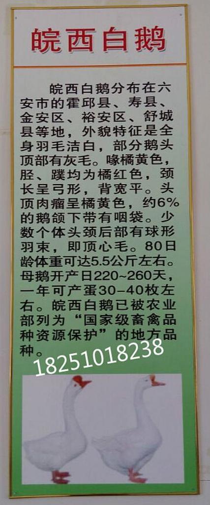 鹅苗批发价多少钱一只图标