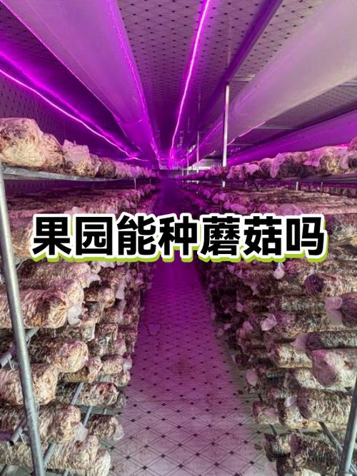 蘑菇花园怎么种出不同的蘑菇图标