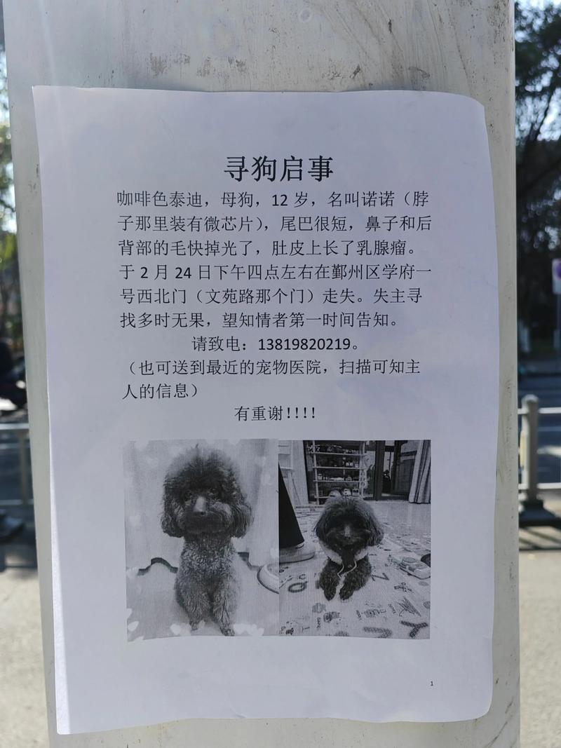 猫丢了去派出所查监控图标
