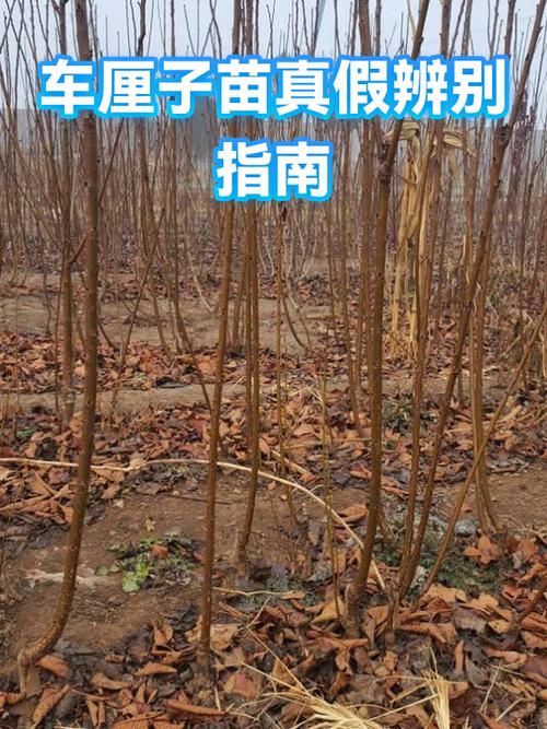 怎么辨别樱桃苗真假图标
