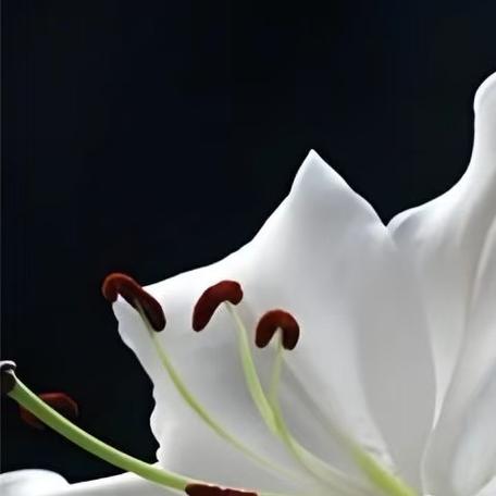 水养百合花技巧与方法截图