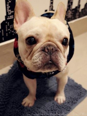 siri是什么动物