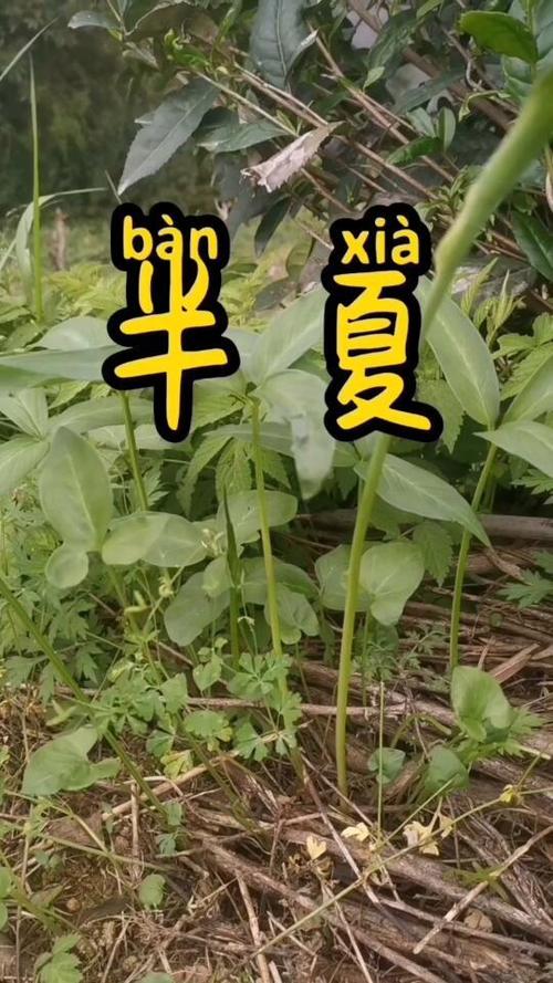 半夏情侣名另一半图标