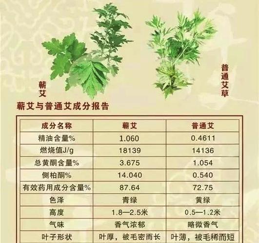 艾草降火还是上火