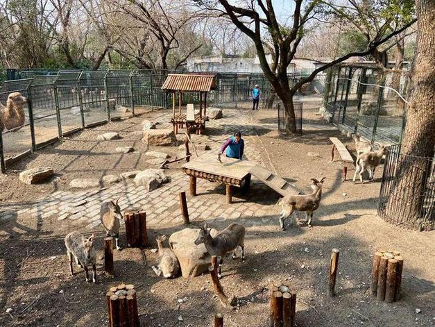 如何去动物园当饲养员图标