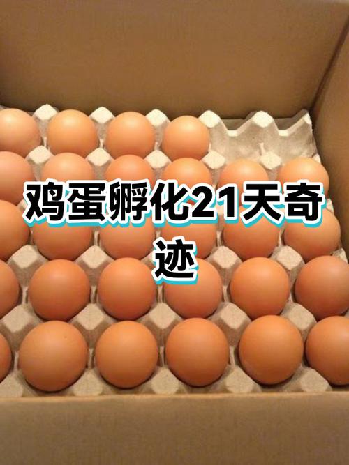 鸡蛋怎么能孵出来小鸡图标