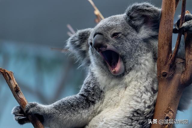 树袋熊贷款怎么样截图