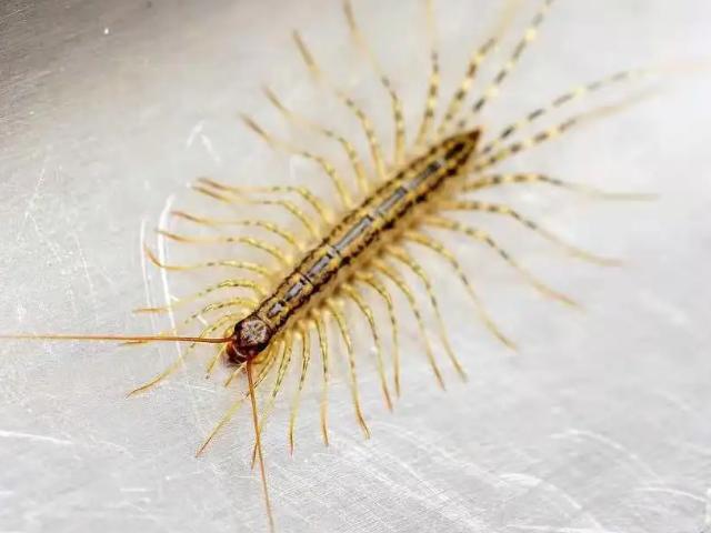 蚰蜒为什么不能打死图标