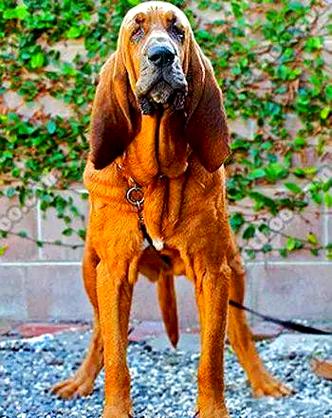 三角洲寻血猎犬(免费)手机图标