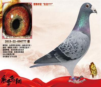 台湾最著名的鸽系图标