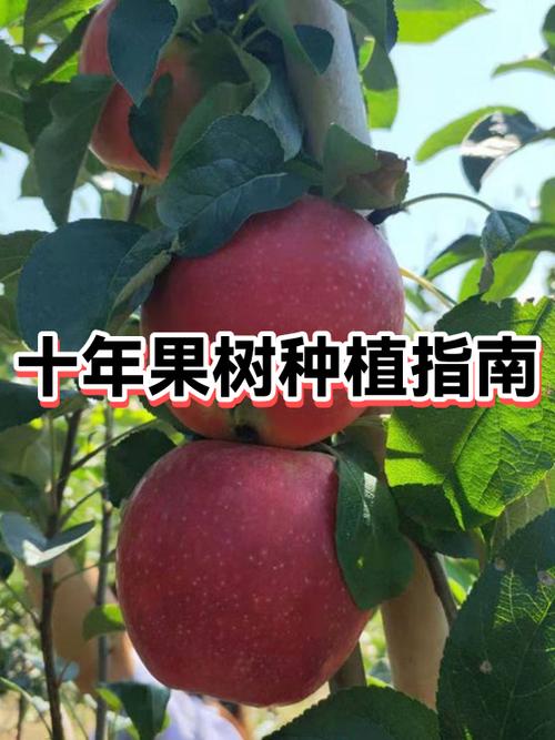种果树投资大吗