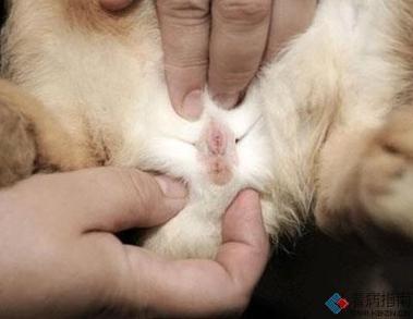母猴的生殖外形