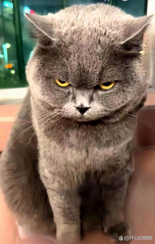 猫的表情图片图标