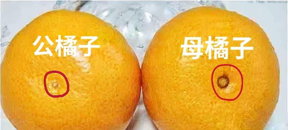 买的橙子全是公的图标