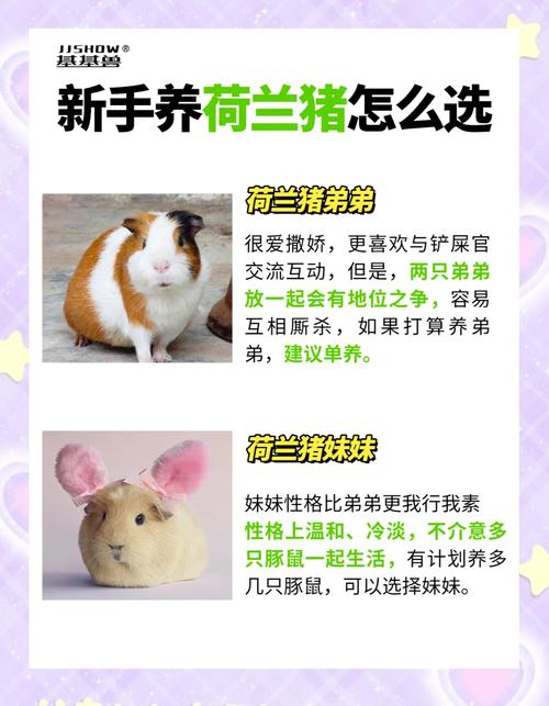 荷兰猪怎么养图标